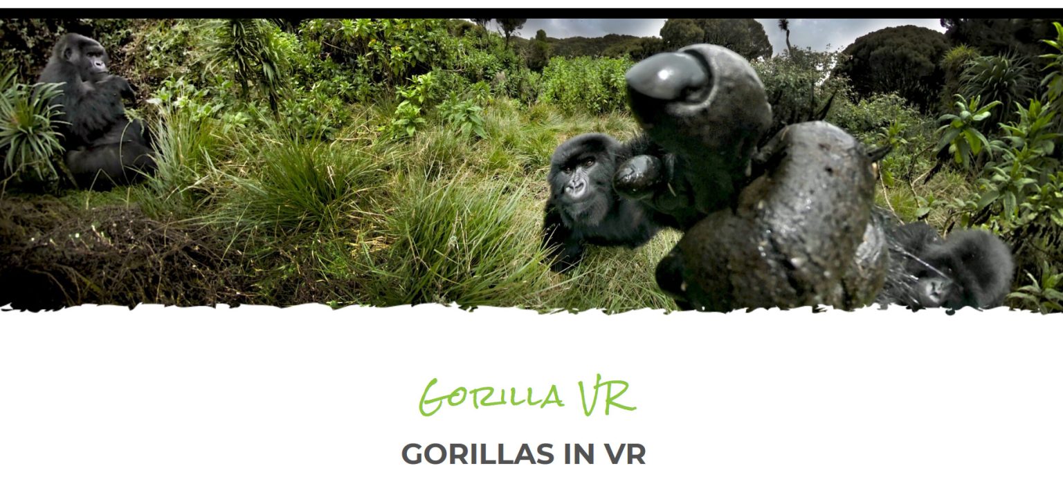Virtuelle Gorillas in Afrika besuchen - Schweizer Virtual Reality News